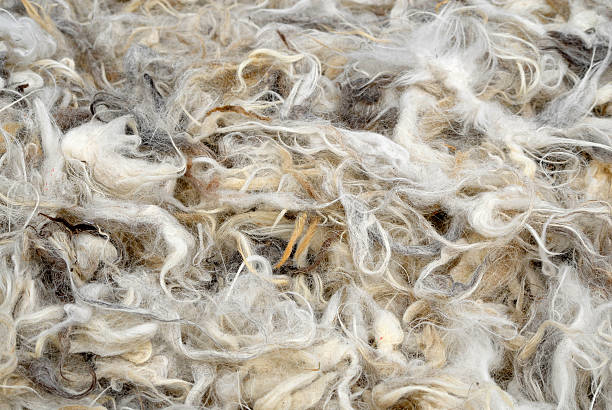 Tout savoir sur le Cachemire - Authentic Cashmere